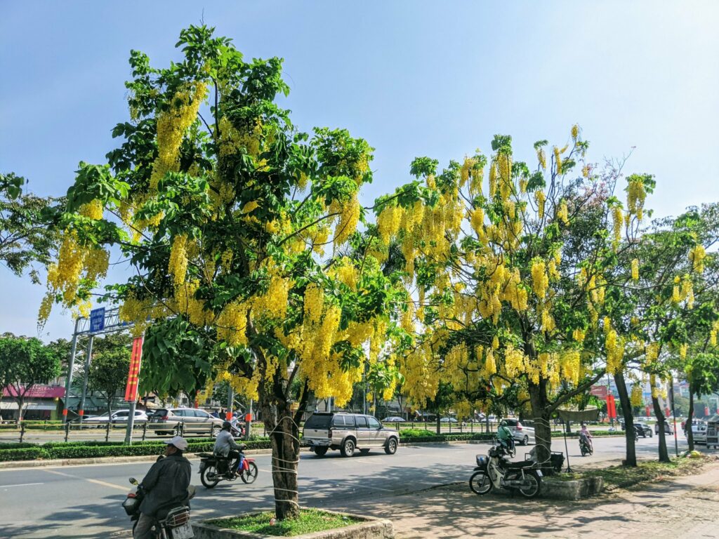 TOP 12 CÂY TRỒNG ĐƯỢC LỰA CHỌN ĐỂ “XANH HÓA TRƯỜNG HỌC” - UPC GREEN